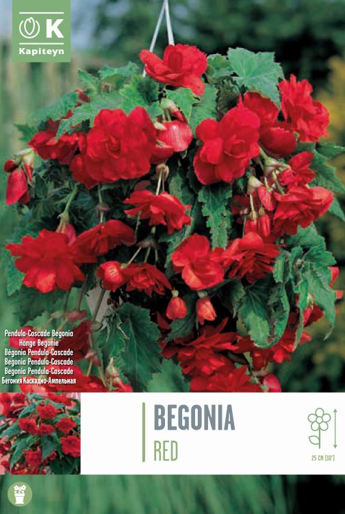 Begonia Pendula Cascade Red – Large Corms – Whilton Locks Garden Village