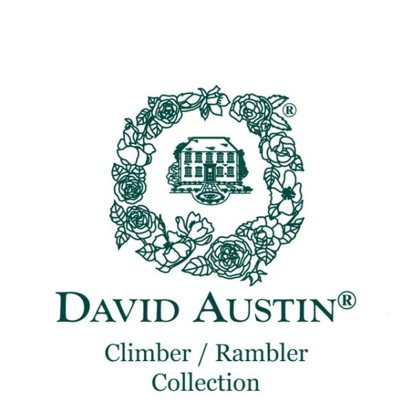 David Austin Climber/Rambler Rose Collection 5lt pots – Whilton Locks ...