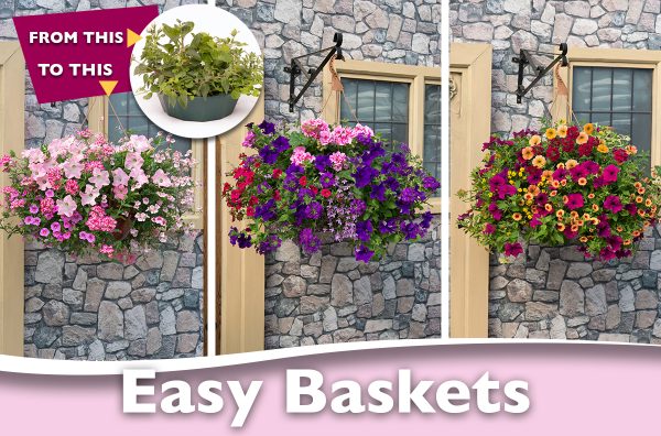 Easy Baskets Hanging Baskets – Whilton Locks Garden Village