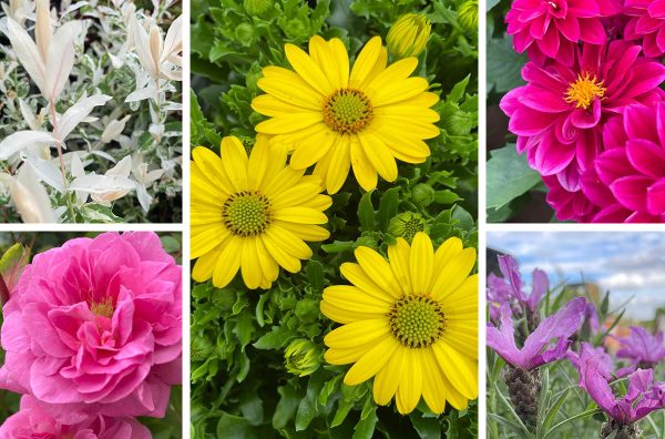 Plants for Pots and Containers – Whilton Locks Garden Village